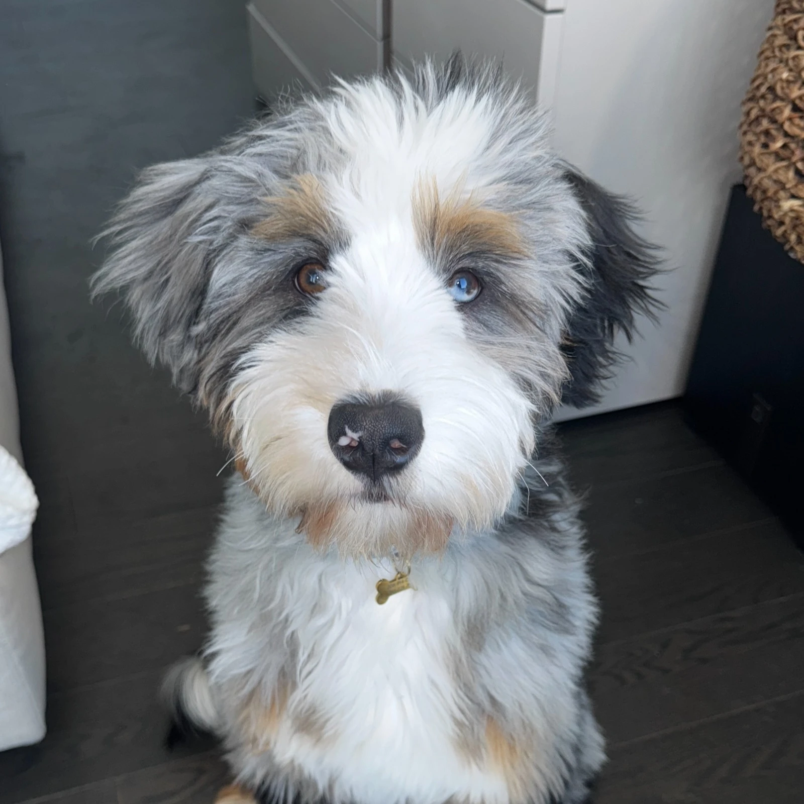 Chewy