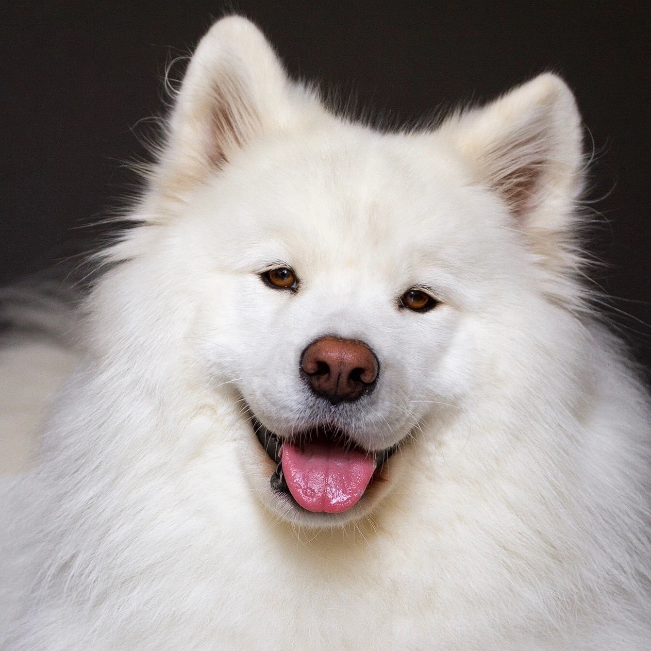 Chewy